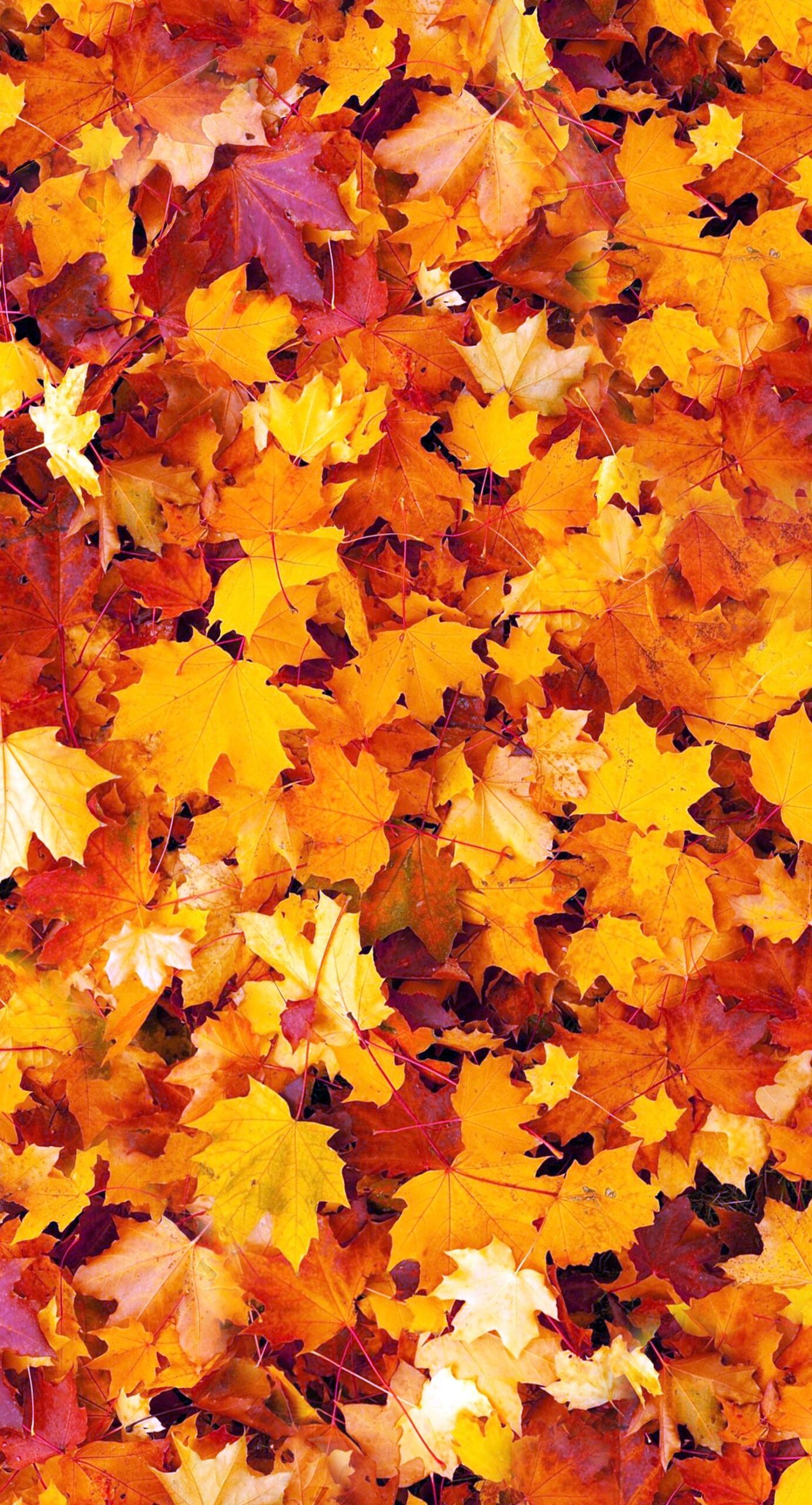 10 Cool Free Phone Wallpapers for Fall - Stars & Anchor