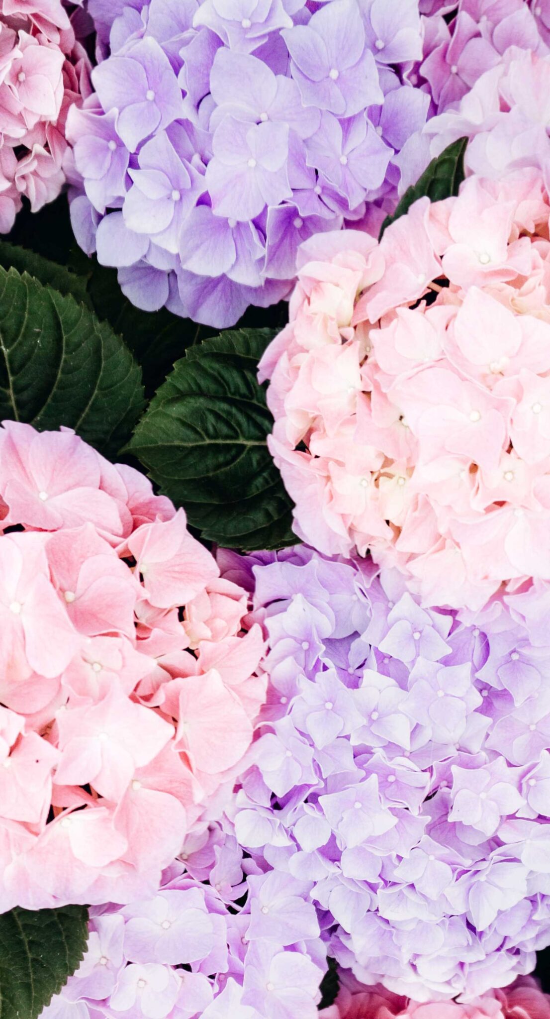 10 Fun Free Phone Wallpaper Backgrounds for Summer - Stars & Anchor