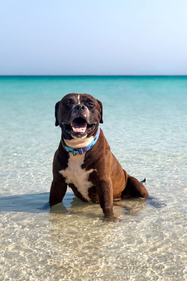 100 Fun Beach Dog Names For Your Seaside Pup or Cat Stars Anchor 100 Fun Beach Dog Names For Your Seaside Pup or Cat Stars Anchor