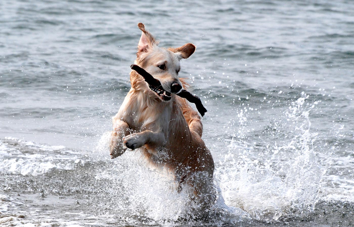 100 Fun Beach Dog Names For Your Seaside Pup or Cat Stars Anchor 100 Fun Beach Dog Names For Your Seaside Pup or Cat Stars Anchor