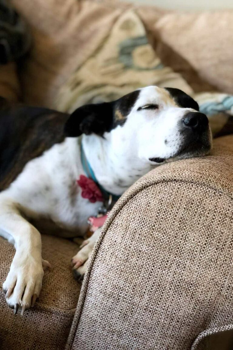 The Best Dog Quotes About the Love We Share With Our Pets - Stars & Anchor