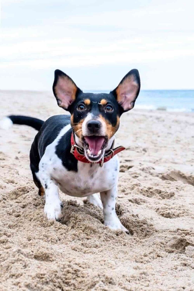 The Best Dog Quotes About the Love We Share With Our Pets - Stars & Anchor