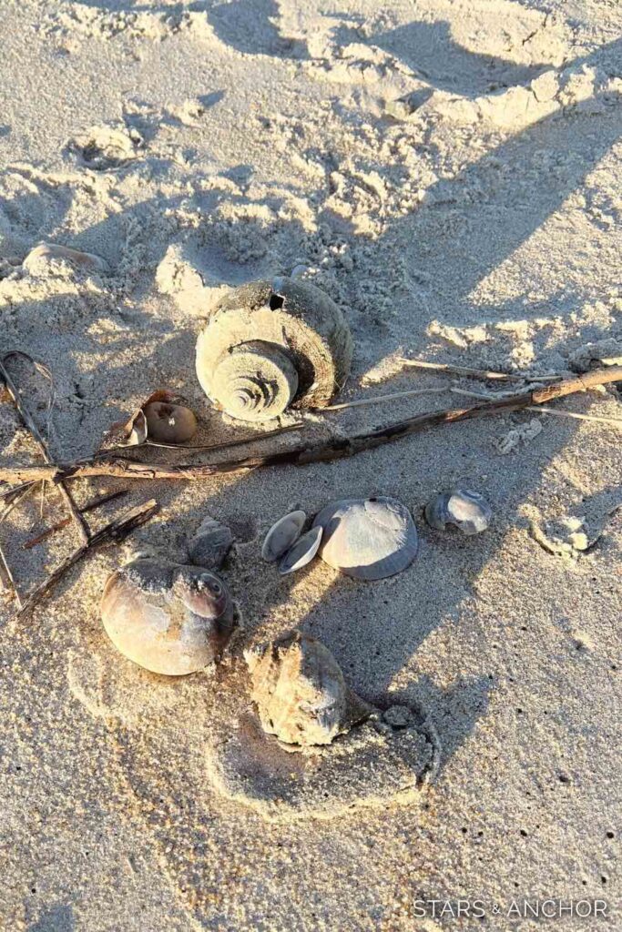 Best of Beachcombing: My Favorite Shells, Sea Glass, and Beach Pottery ...