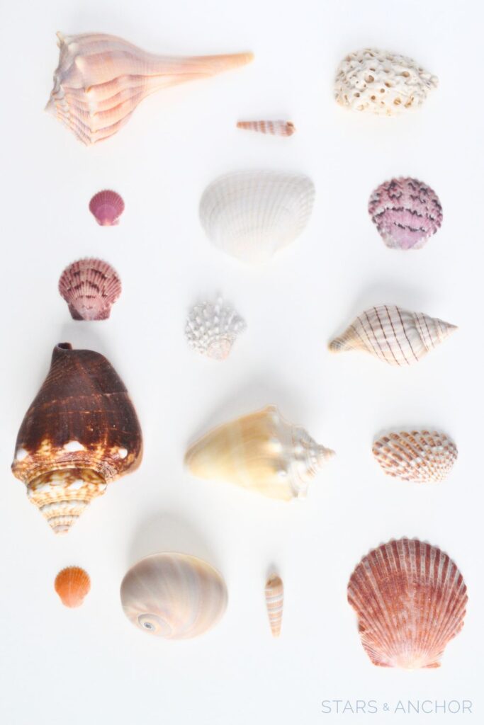 Best of Beachcombing: My Favorite Shells, Sea Glass, and Beach Pottery ...